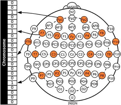 Eeg Cap 10 20 System